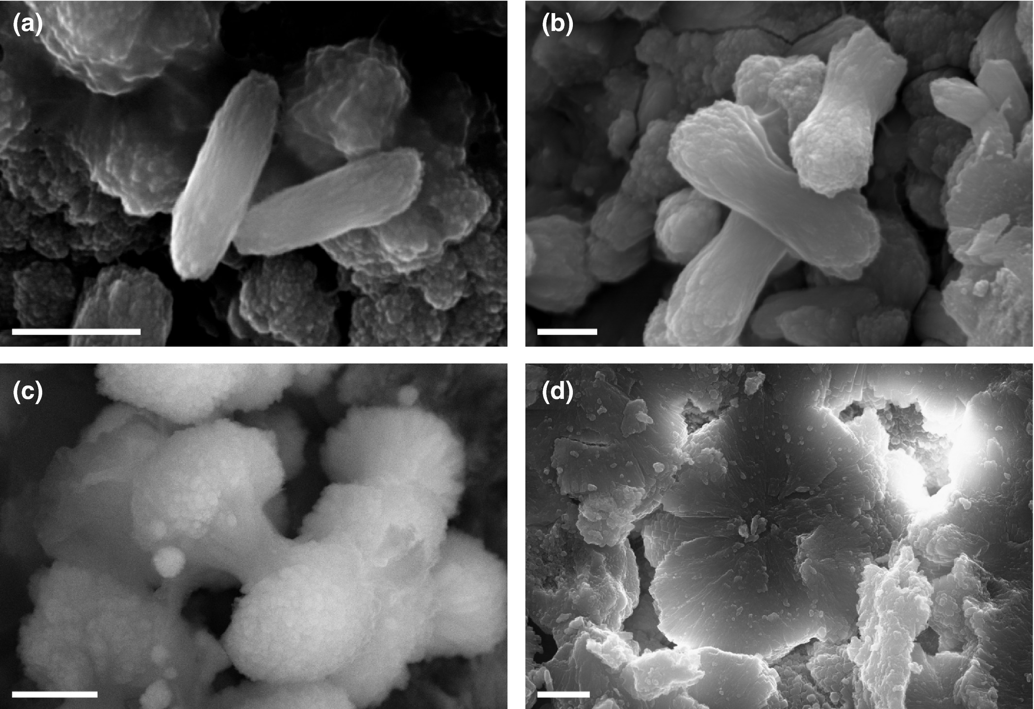 Authigenesis of biomorphic apatite particles from Benguela Upwelling ...